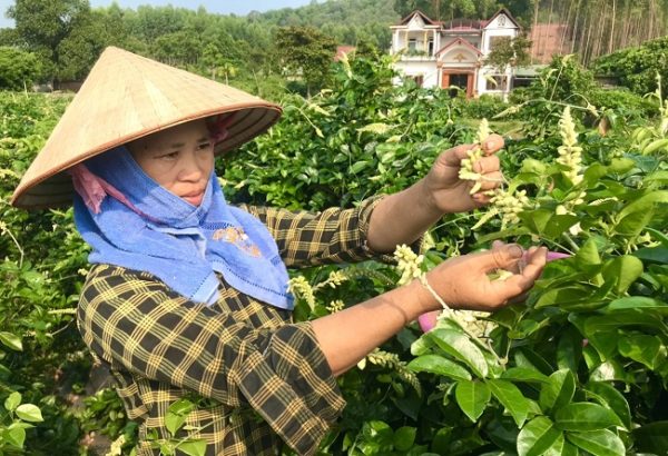 Bắc Giang: Trải nghiệm mùa hoa sâm Nam núi Dành ở Tân Yên – Sâm Nam Núi ...